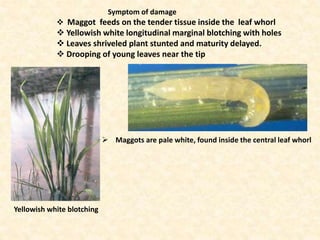 Copy of paddy pests 11 | PPTX