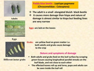 Copy of paddy pests 11 | PPTX
