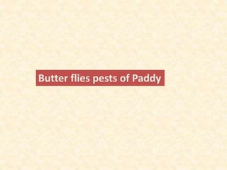 Copy of paddy pests 11 | PPTX
