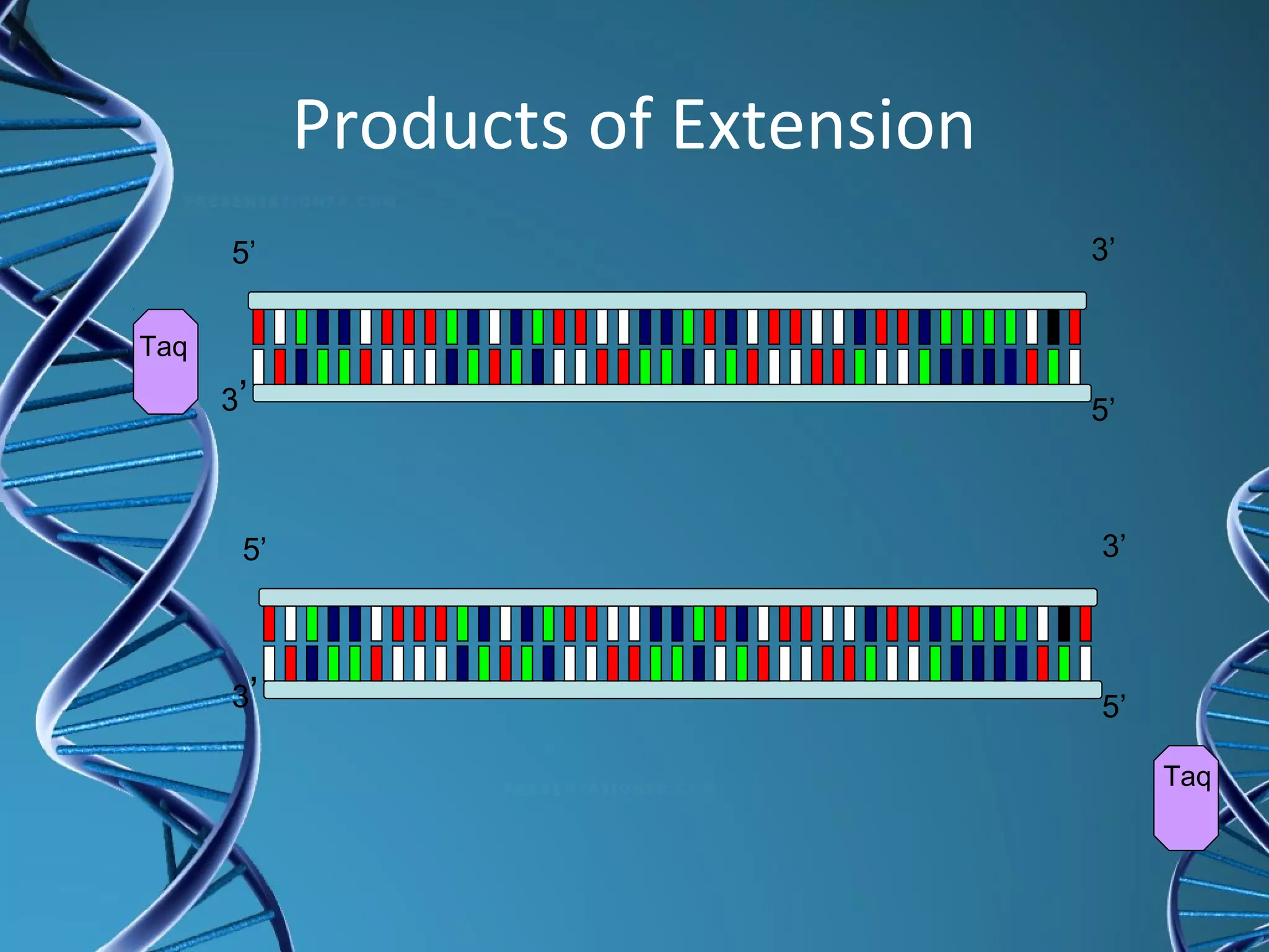 Polymerase chain reaction | PPT | Genetics | Science