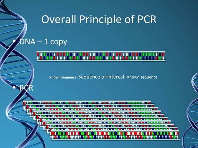 Polymerase chain reaction | PPT | Genetics | Science