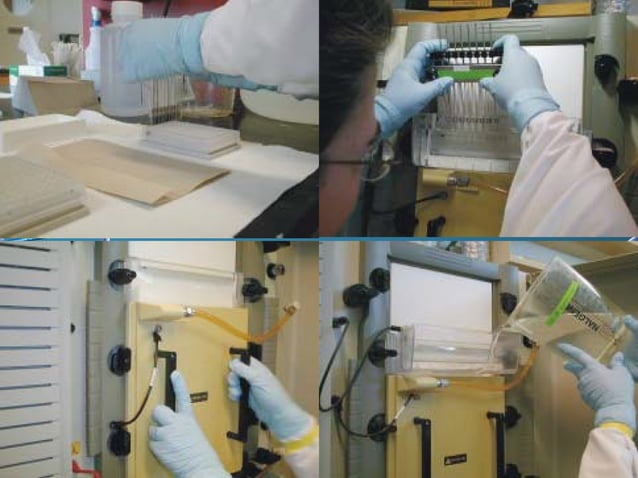 Polymerase chain reaction | PPT | Genetics | Science