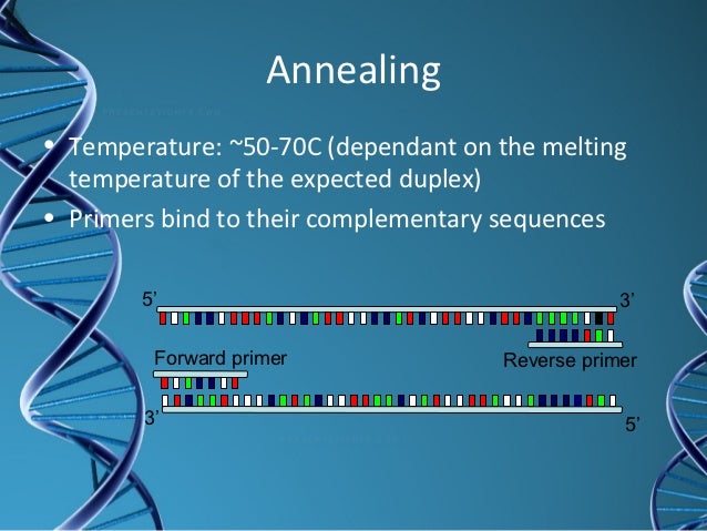Polymerase chain reaction