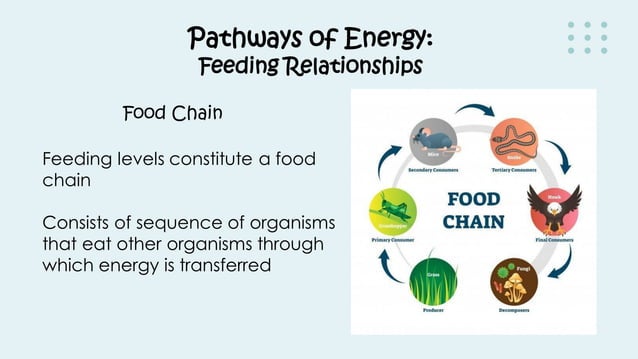Copy of People and Earth's Ecosystem Modules 1-3.pdf