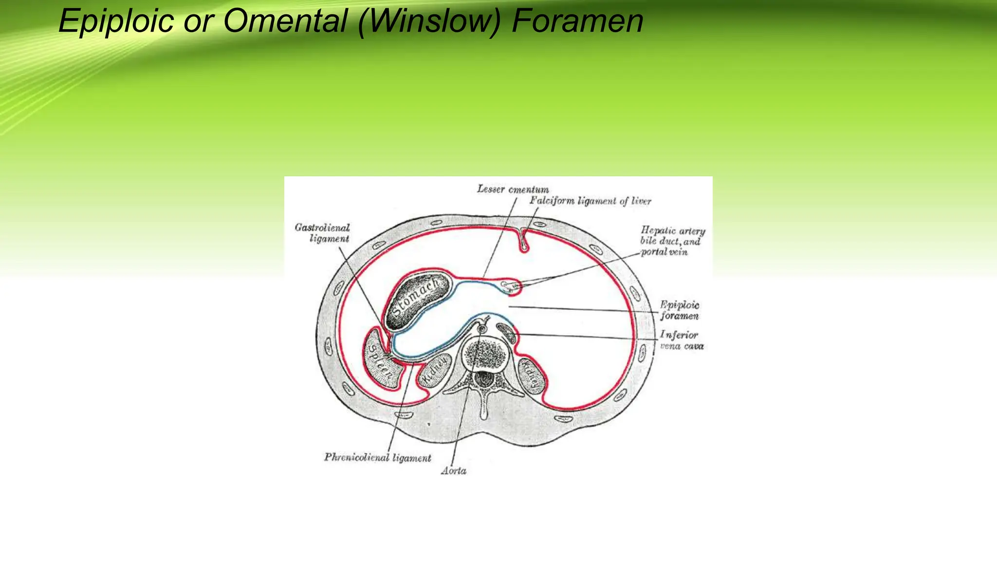 Copy of PERITONEUM AND PERITONEAL CAVITY.pptx