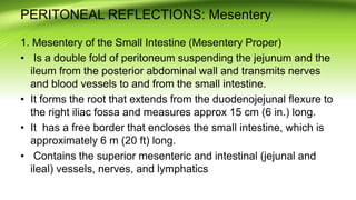 Copy of PERITONEUM AND PERITONEAL CAVITY.pptx