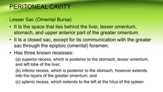Copy of PERITONEUM AND PERITONEAL CAVITY.pptx