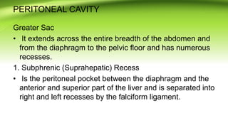 Copy of PERITONEUM AND PERITONEAL CAVITY.pptx