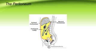 Copy of PERITONEUM AND PERITONEAL CAVITY.pptx