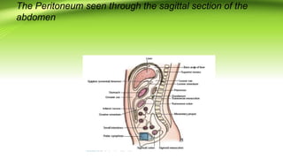Copy of PERITONEUM AND PERITONEAL CAVITY.pptx
