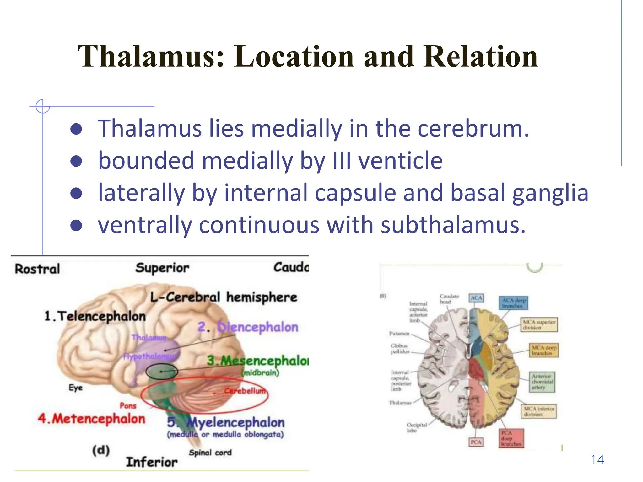 pineal gland and thalamus ppt from sensory chapter of anatomy | PPTX ...