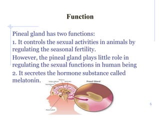 pineal gland and thalamus ppt from sensory chapter of anatomy | PPTX ...