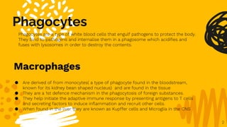 mode of action of phagocytes | PPTX | Biological Sciences | Science
