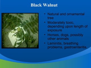 Poisonus effects of plants & animals on human & animal | PPT