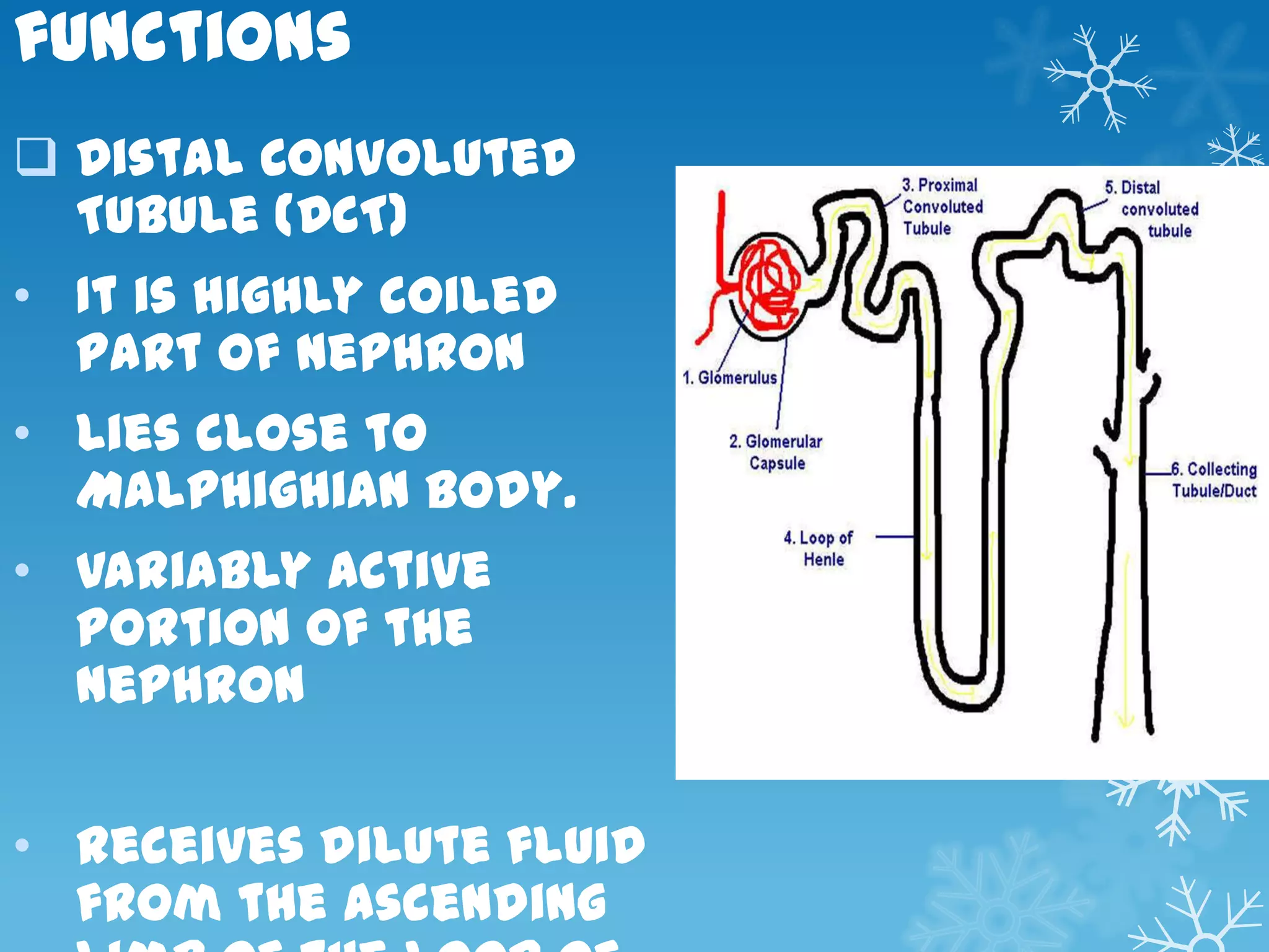 structure of nephrons(bikash) | PPTX