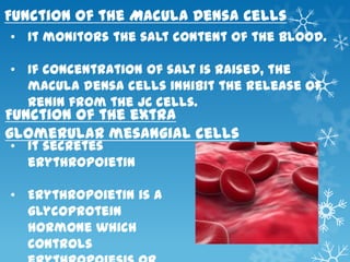 structure of nephrons(bikash) | PPT