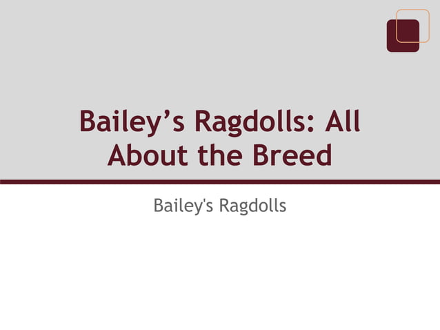 Bailey’s Ragdolls: All About the Breed | PPT