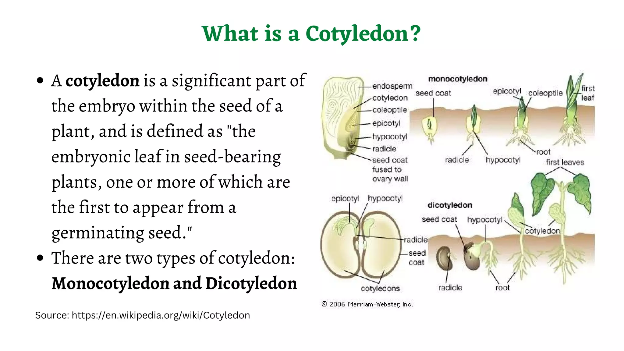 Sexual Propagation Seed Propagation (Version 2) | PDF