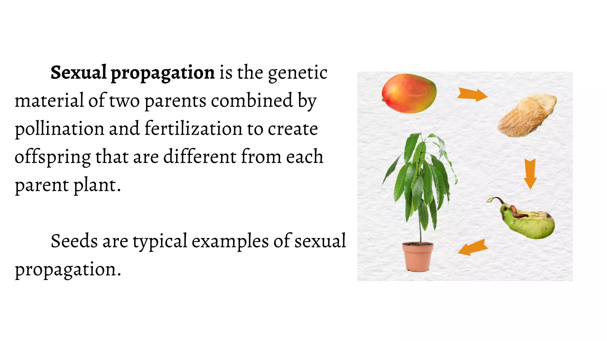 Sexual Propagation Seed Propagation (Version 2) | PDF