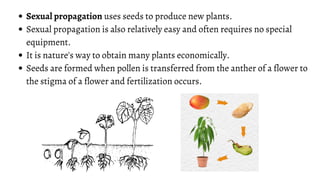 Sexual Propagation Seed Propagation (Version 2) | PDF