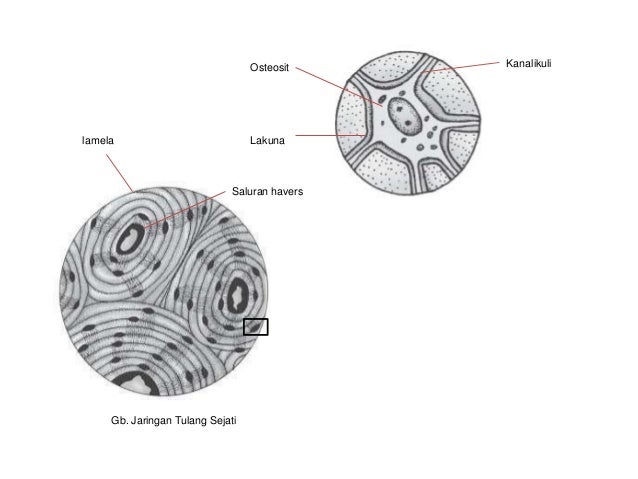 sistem gerak manusia