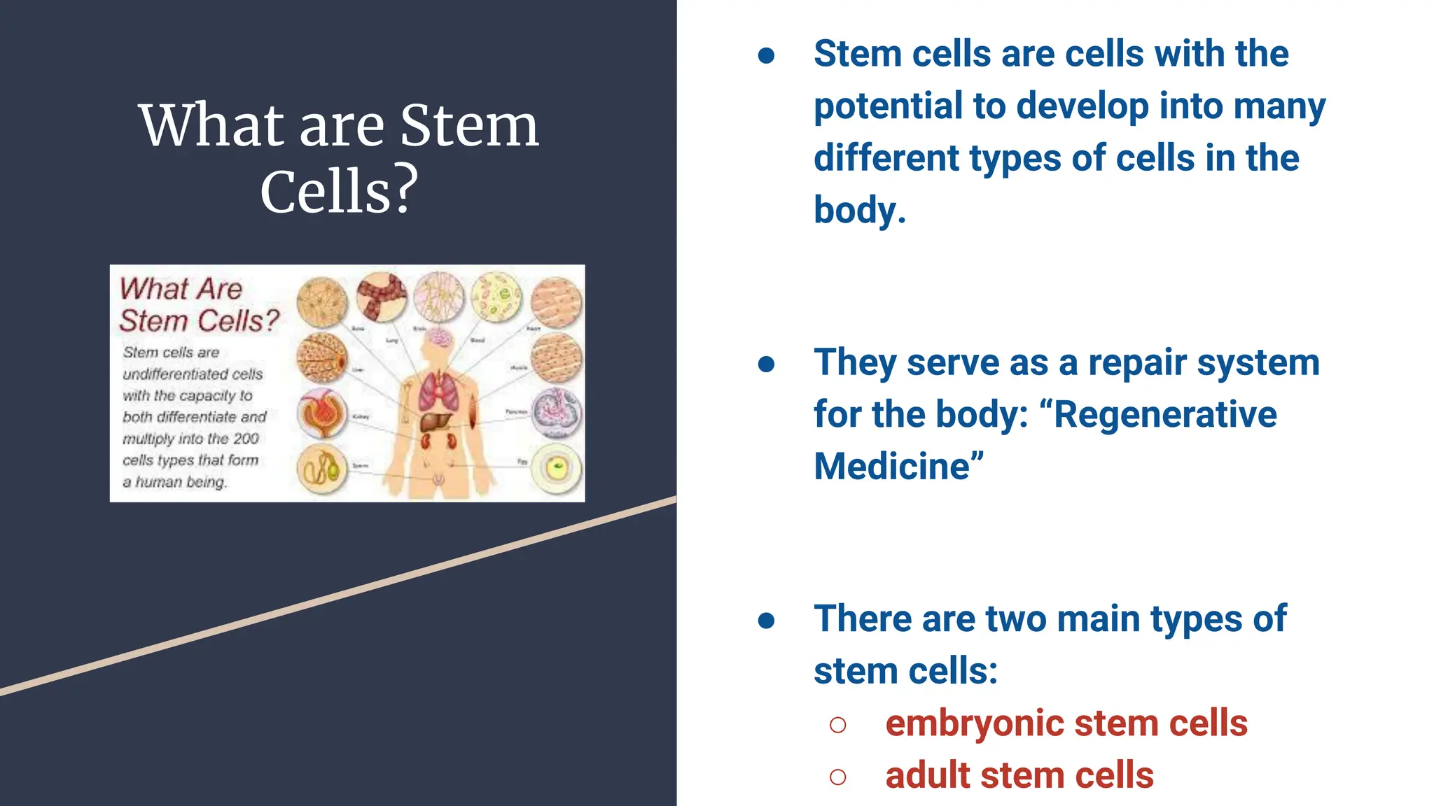 Copy of Stem Cells _ Cloning for campus class (1).pdf