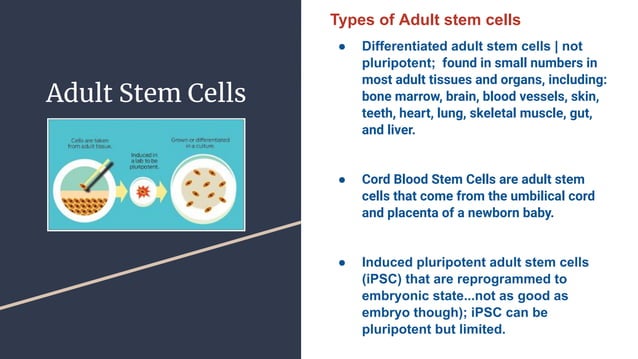 Copy of Stem Cells _ Cloning for campus class (1).pdf