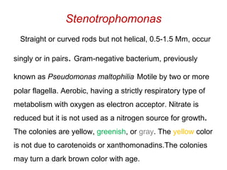 Stenotrophomonas | PPT
