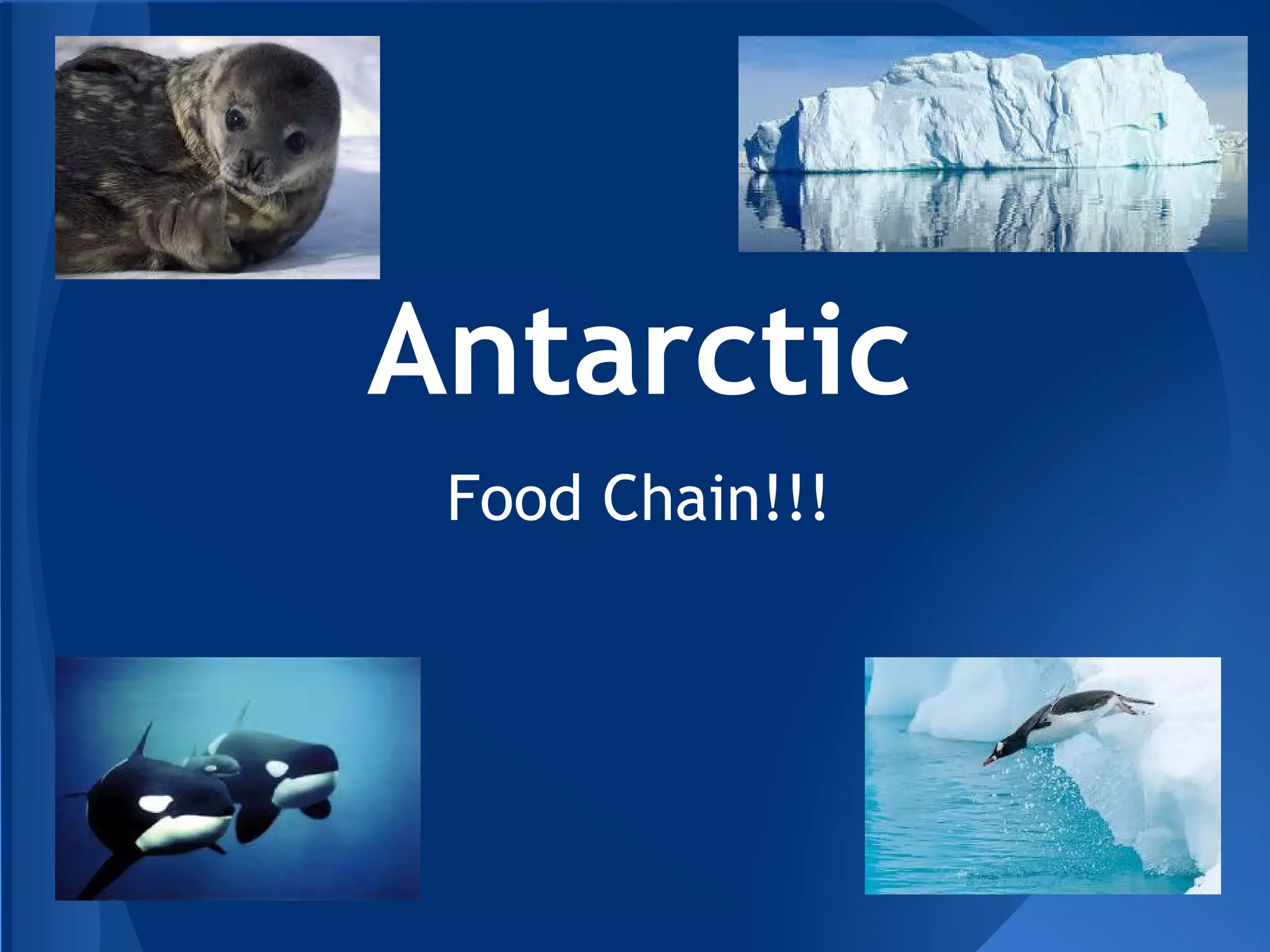 Talia's antarctic food chain | PDF