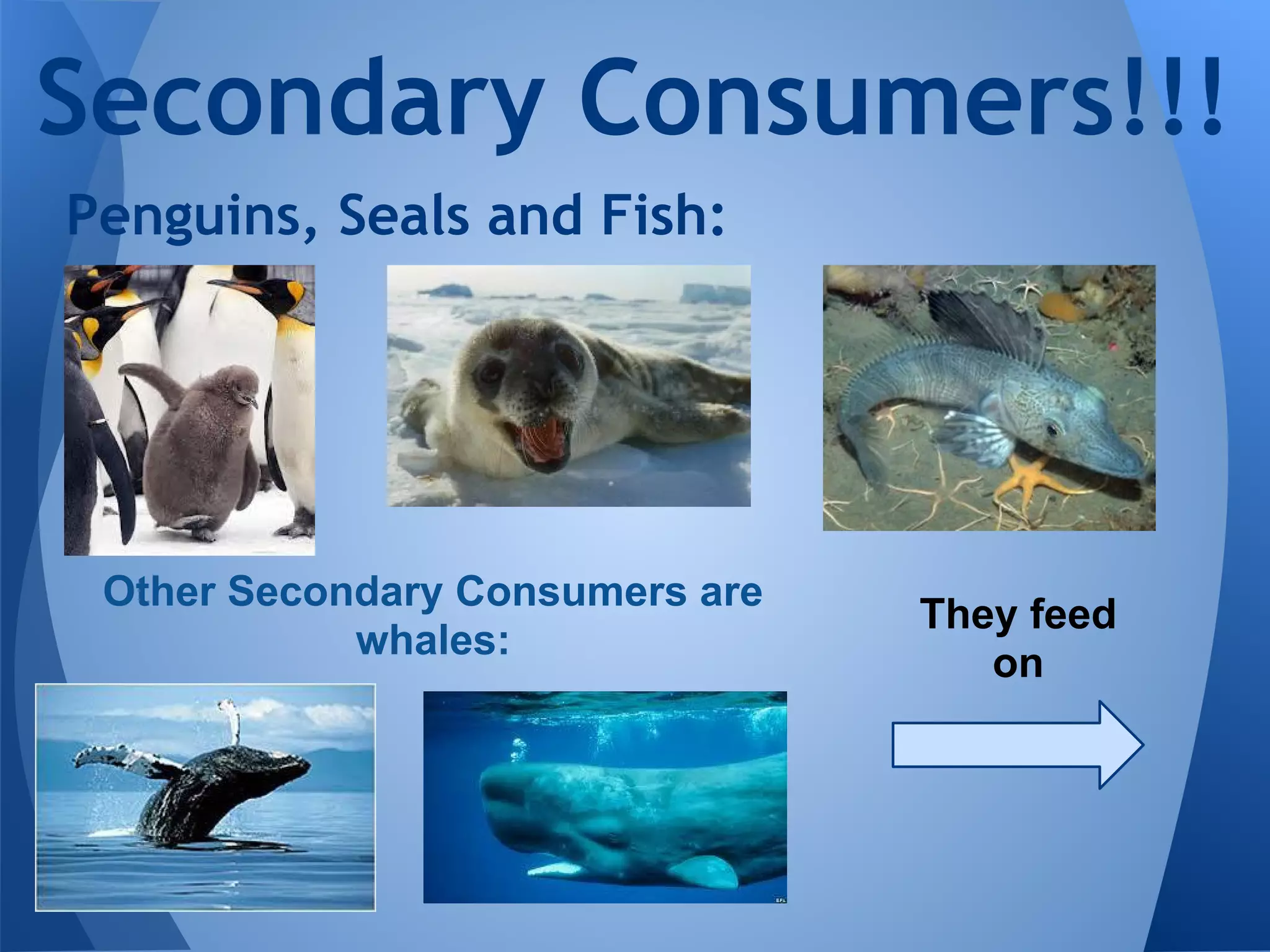 Talia's antarctic food chain | PDF