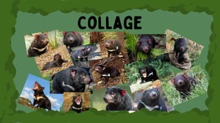 Copy reason of Tasmanian Devil Project.pdf