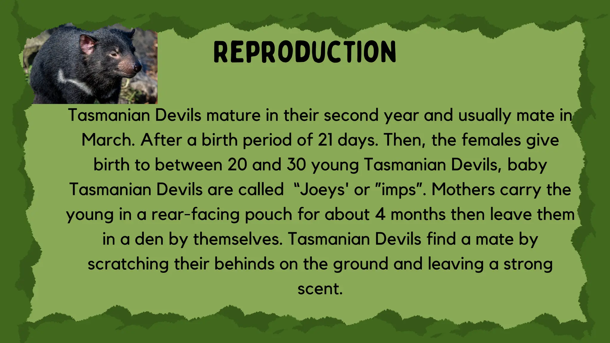 Copy of reason Tasmanian Devil Project.pdf