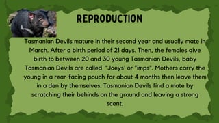 Copy of reason Tasmanian Devil Project.pdf