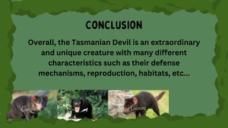 Copy of reason Tasmanian Devil Project.pdf
