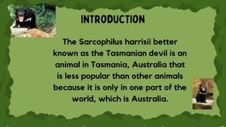 Copy of reason Tasmanian Devil Project.pdf