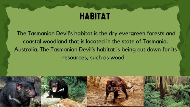 Copy of reason Tasmanian Devil Project.pdf