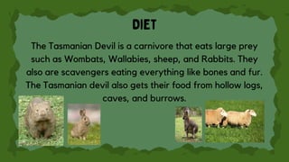 Copy of reason Tasmanian Devil Project.pdf