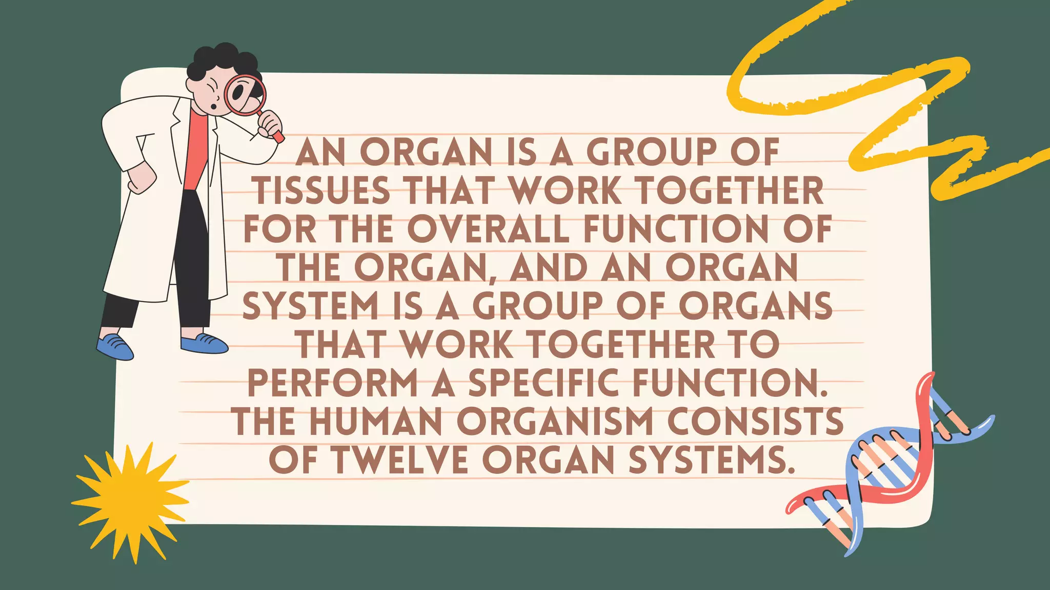 Copy of The Human Organ System At Work.pdf