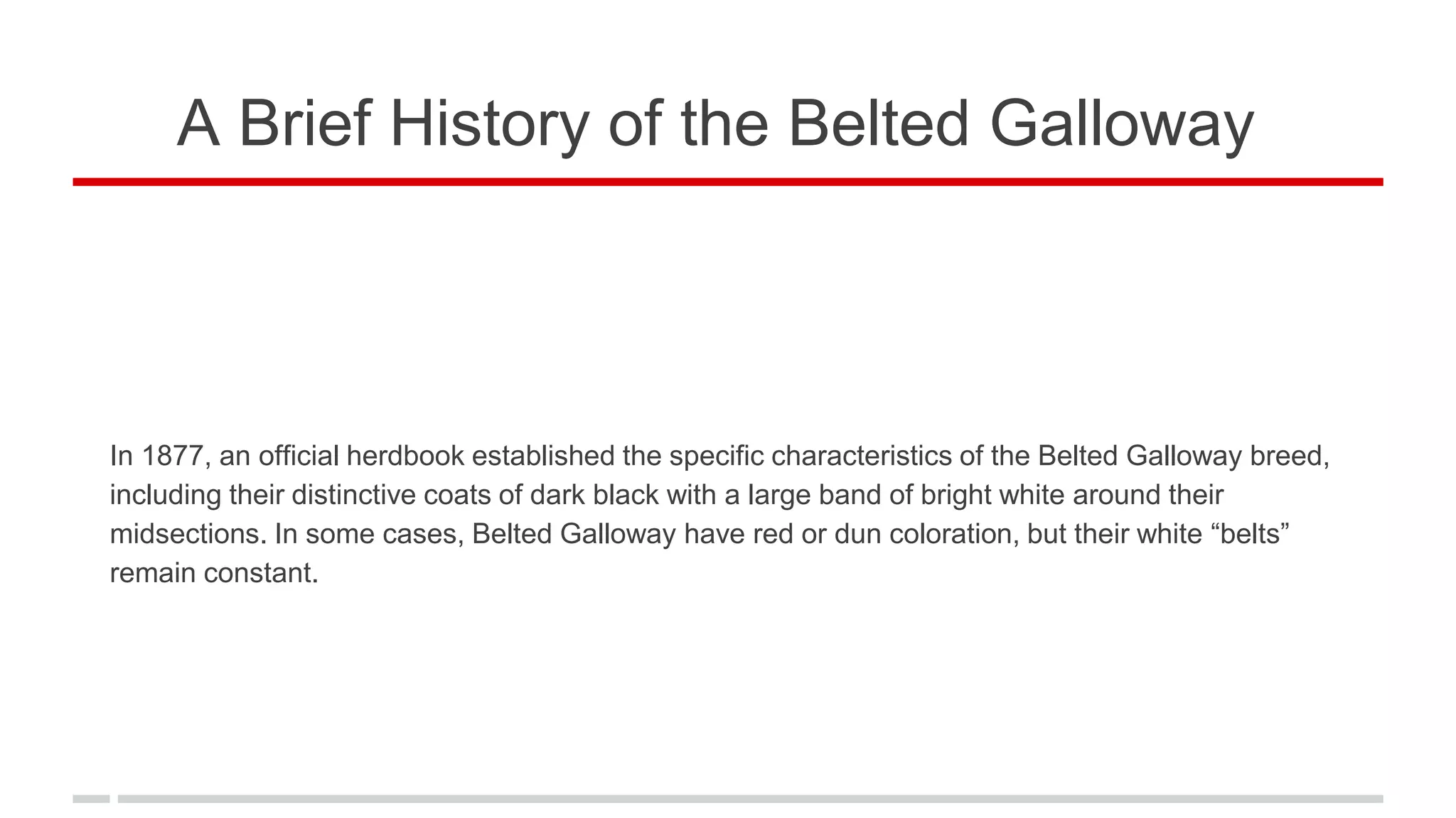A Brief History of the Belted Galloway | PPTX