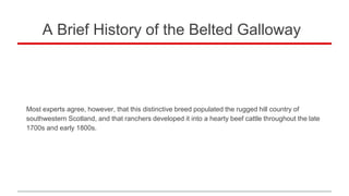 A Brief History of the Belted Galloway | PPTX