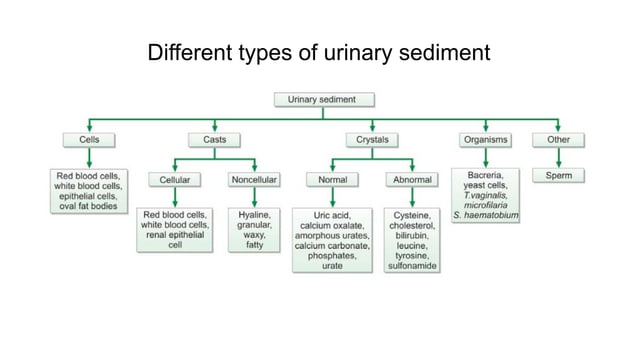 Routine urine examination including physical chemical and microscopy ...
