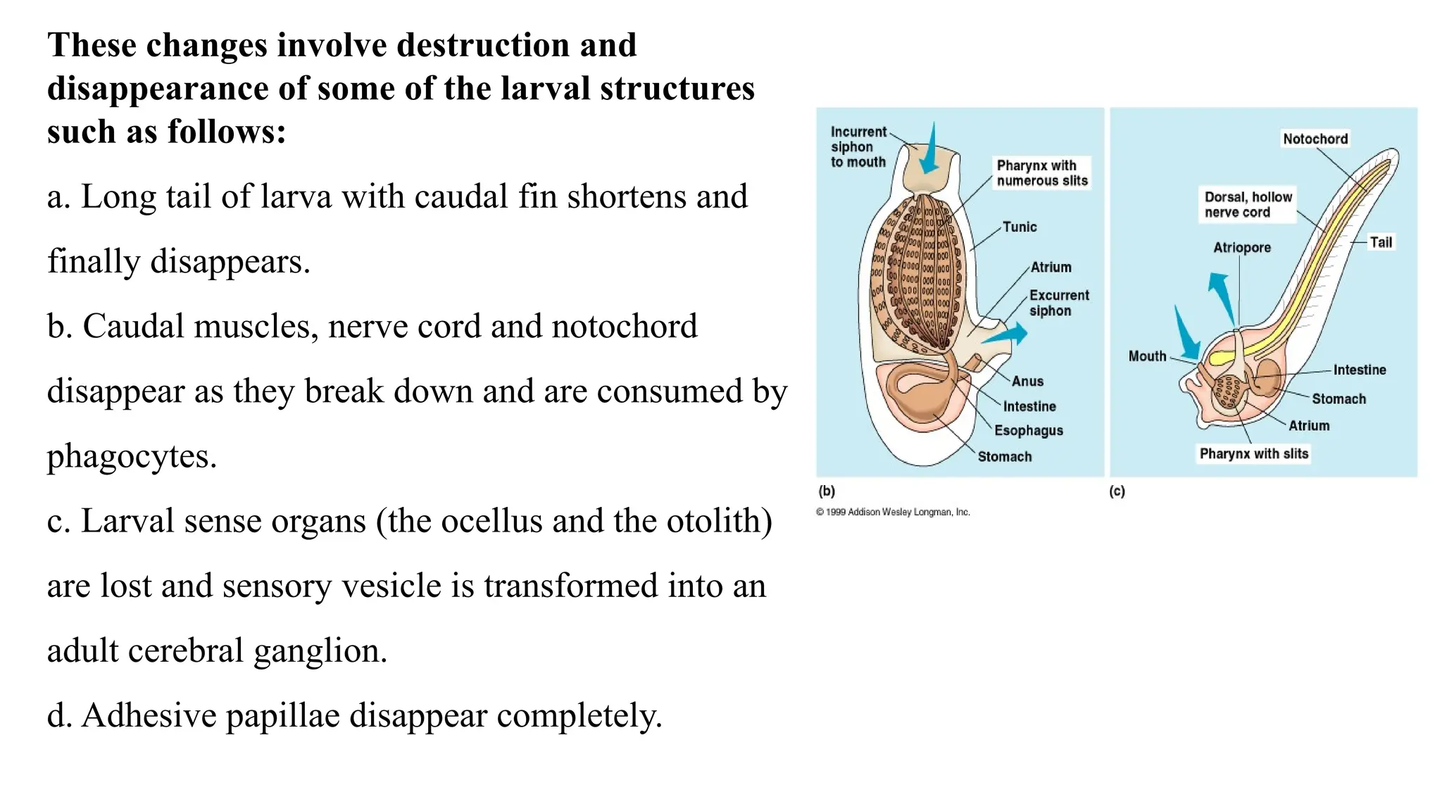 General character and classification of Urochordata | PPTX