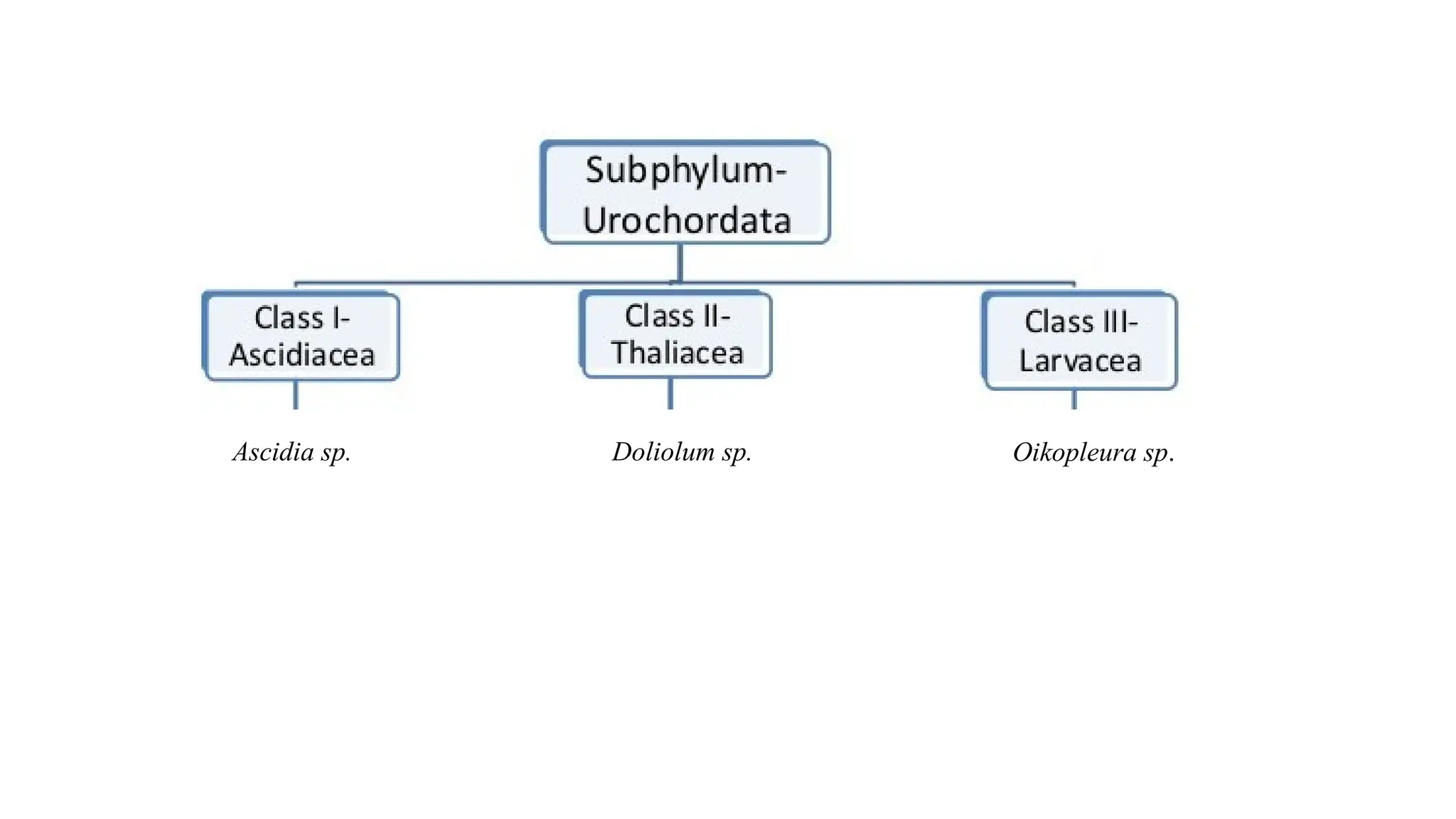 General character and classification of Urochordata | PPTX