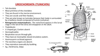 General character and classification of Urochordata | PPTX
