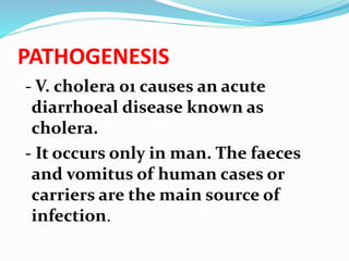 vibrio cholera and all about it | PPTX | Digestive Disorders | Diseases ...