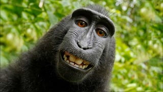 Copyright card game presentation | PPTX