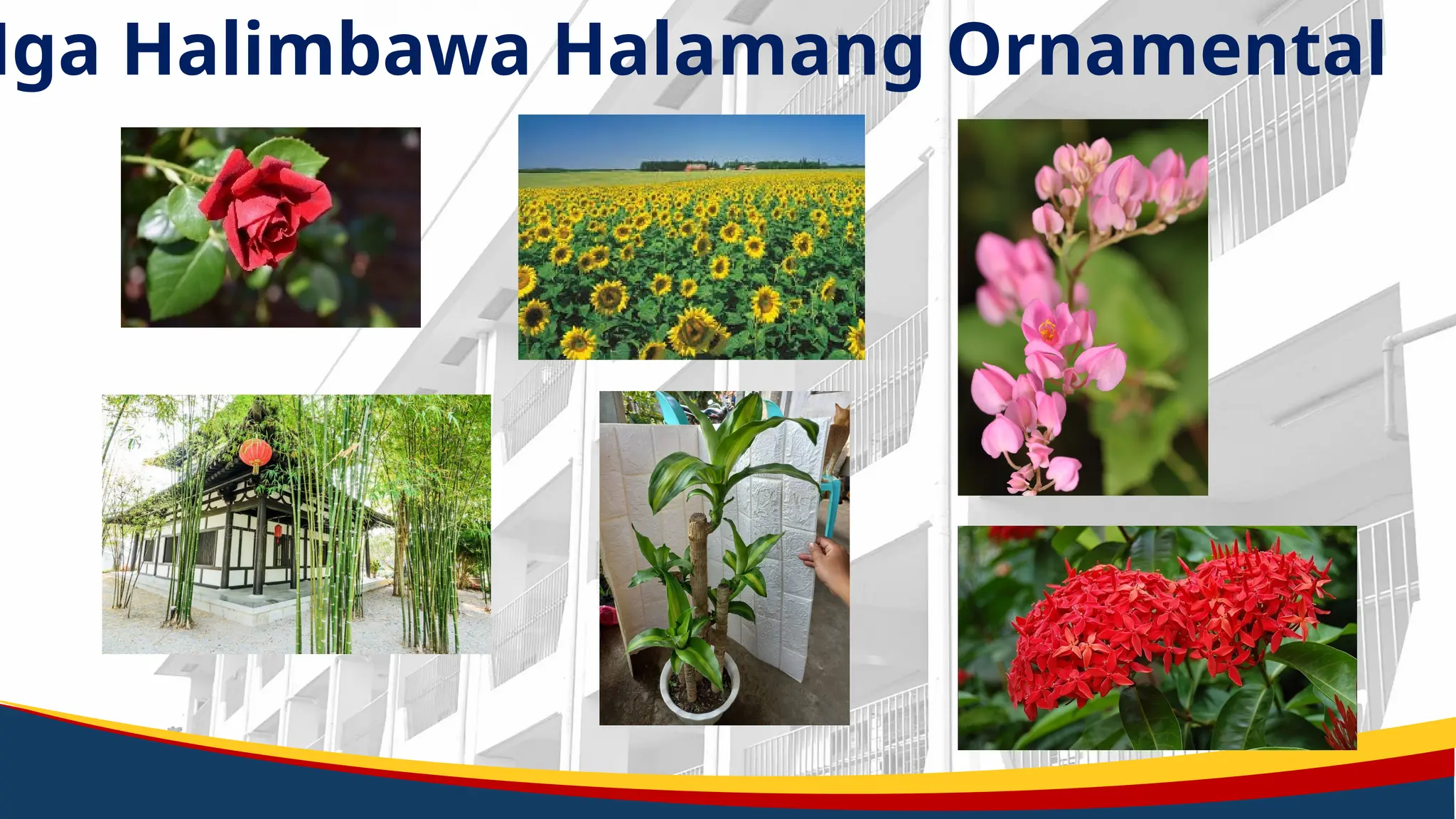 Uri ng mga halaman, Halamang Ornamental. | PPTX