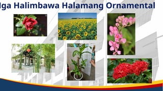 Uri ng mga halaman, Halamang Ornamental. | PPTX