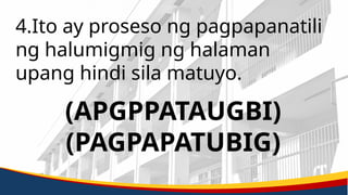Uri ng mga halaman, Halamang Ornamental. | PPTX