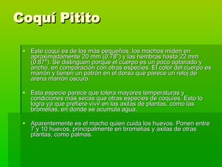 Coquies De Puerto Rico | PPT